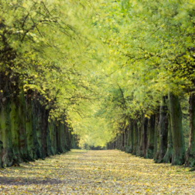 Elm - Worst Plants for Your Allergies - Health.com