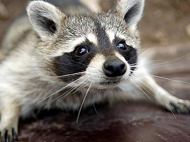 Ratonul Supărat: iunie 2014