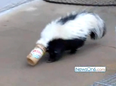 Monday's Funny Video: Skunk Gets into a Jam with Jar of Peanut Butter ...