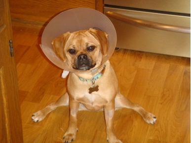 Conehead Dog
