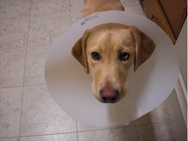 Conehead Dog